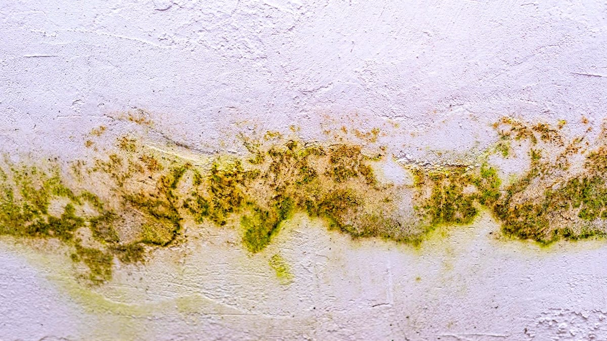 Active Mold vs. Inactive Mold: A Guide to Managing Risks